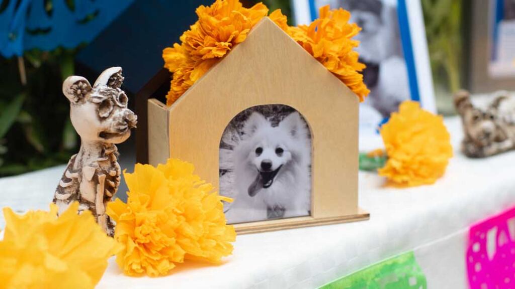 Ofrenda para Mascotas: cómo y cuándo armar el altar para perros y gatos ...