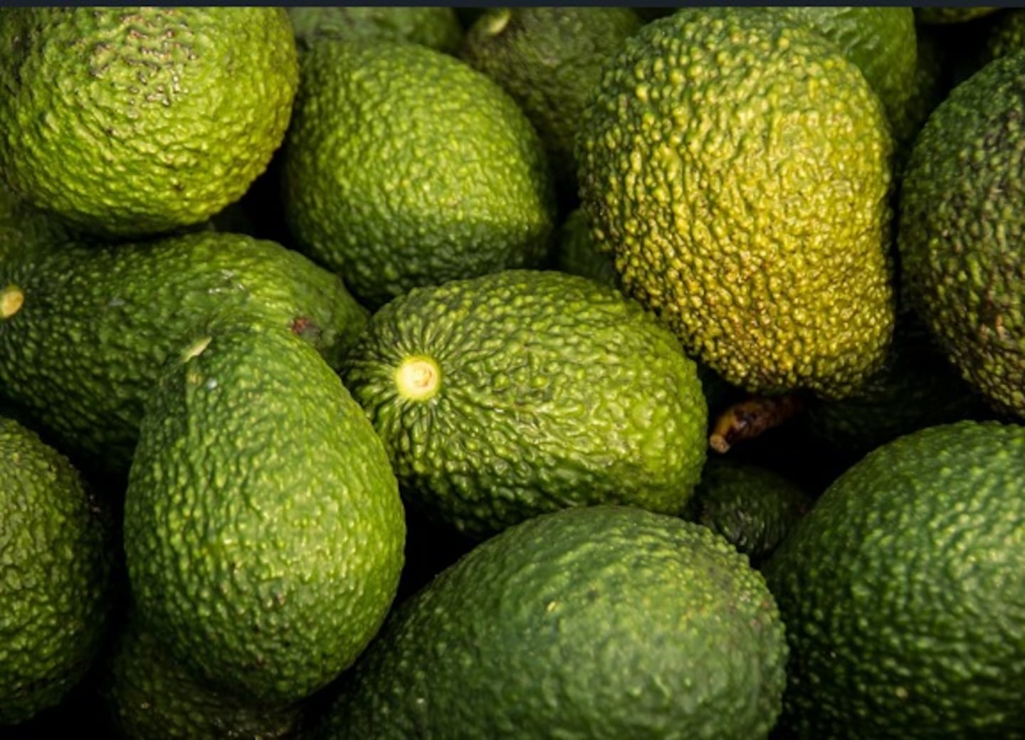 Buscan impulsar la comercialización de aguacate mexiquense a Estados ...