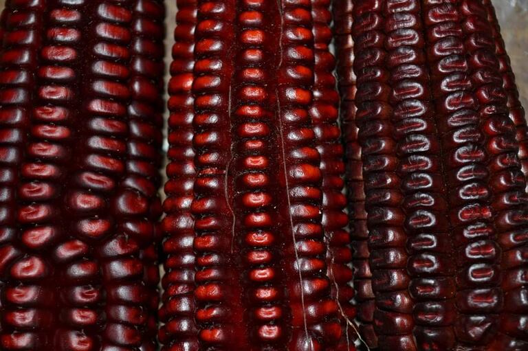 Los colores del maíz que pintan la vida – La Crónica de Hoy