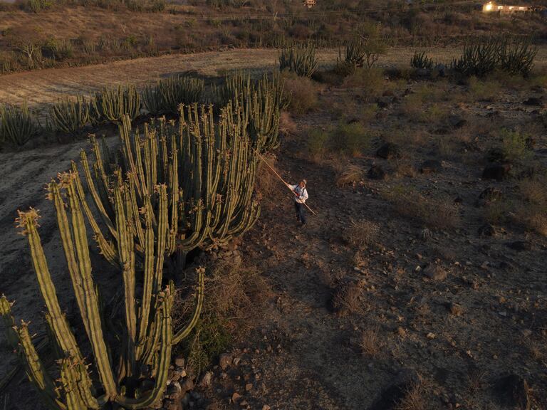 Festival de la Pitaya 2025 en Amacueca – La Crónica de Hoy